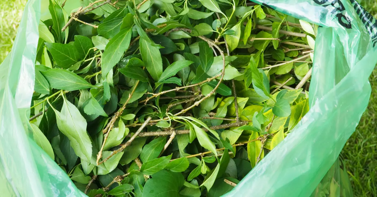 What is the correct green waste removal process? | Adelaide Rubbish